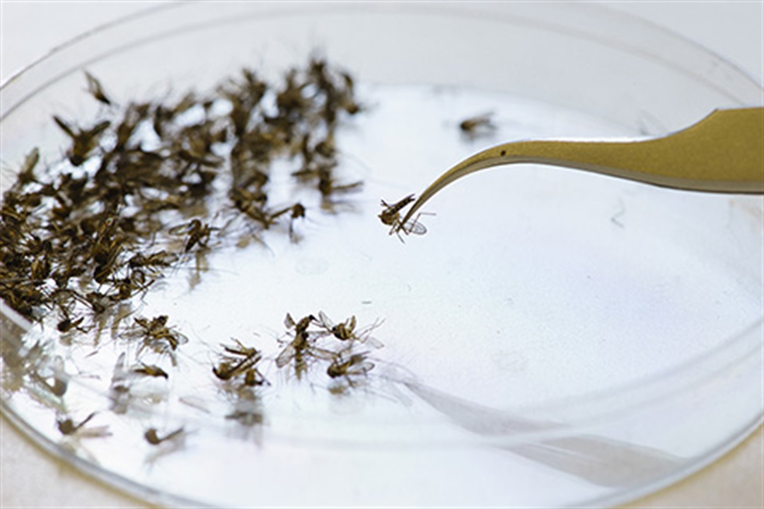 Weld County Culex mosquitoes test positive for West Nile Virus – Weld ...